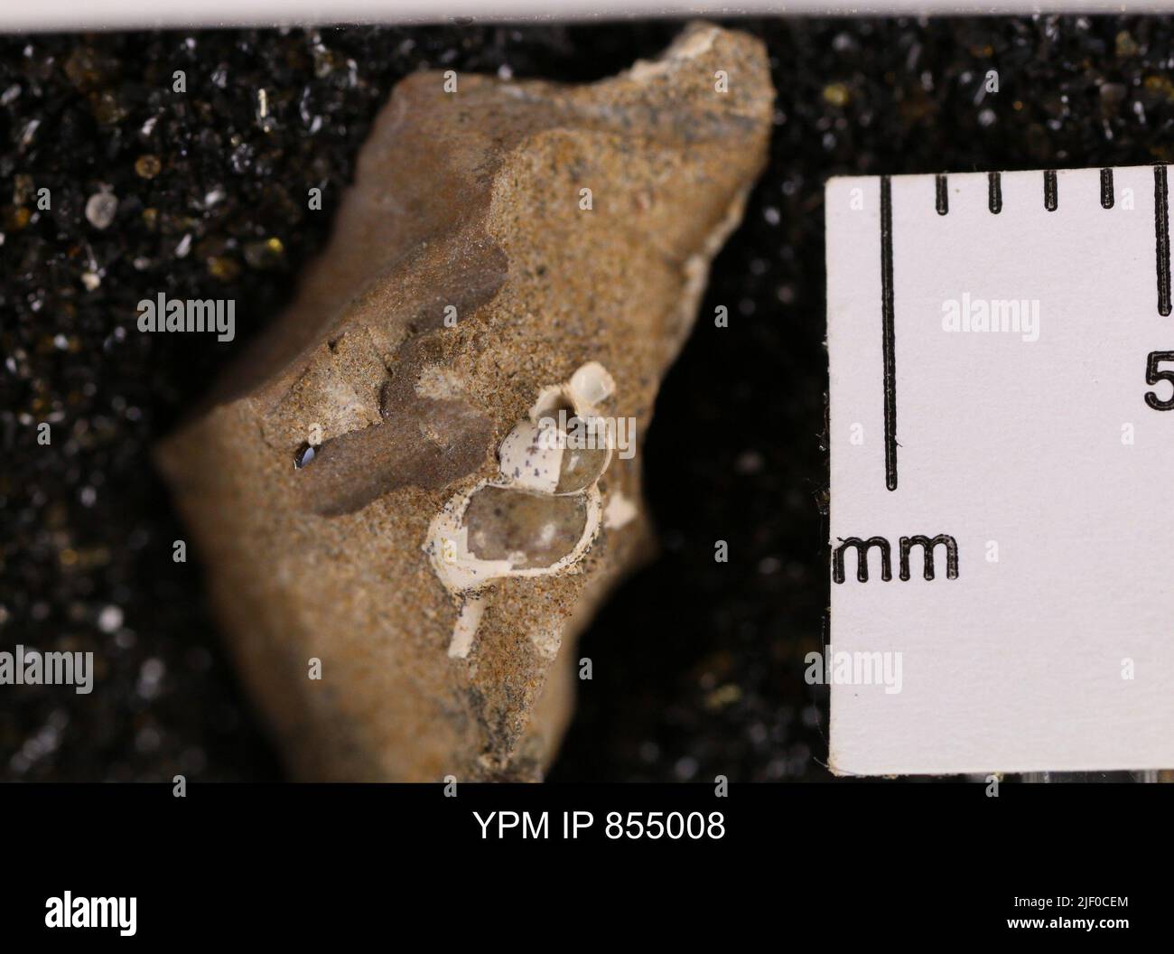 Gastropoda snails and sl hi-res stock photography and images - Alamy