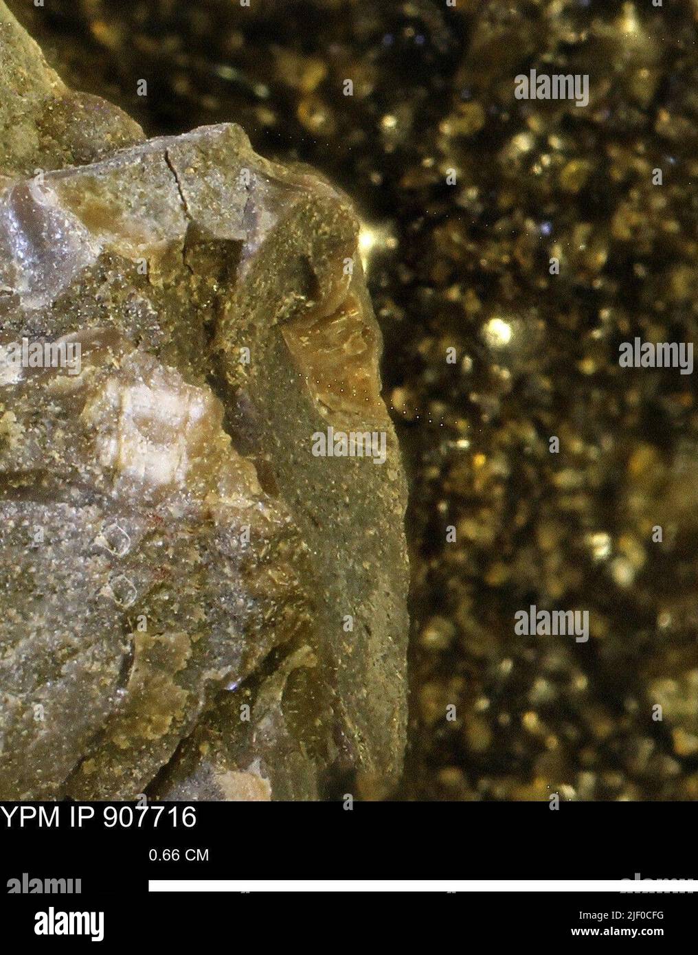 Ammonoidea animalia hi-res stock photography and images - Alamy