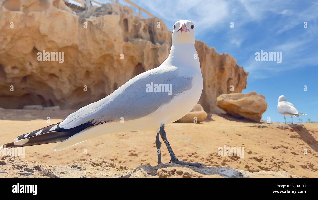 A front view of a seagull on a hill Stock Photo - Alamy