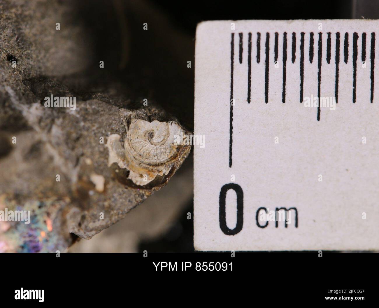 Scaphitidae animalia hi-res stock photography and images - Alamy