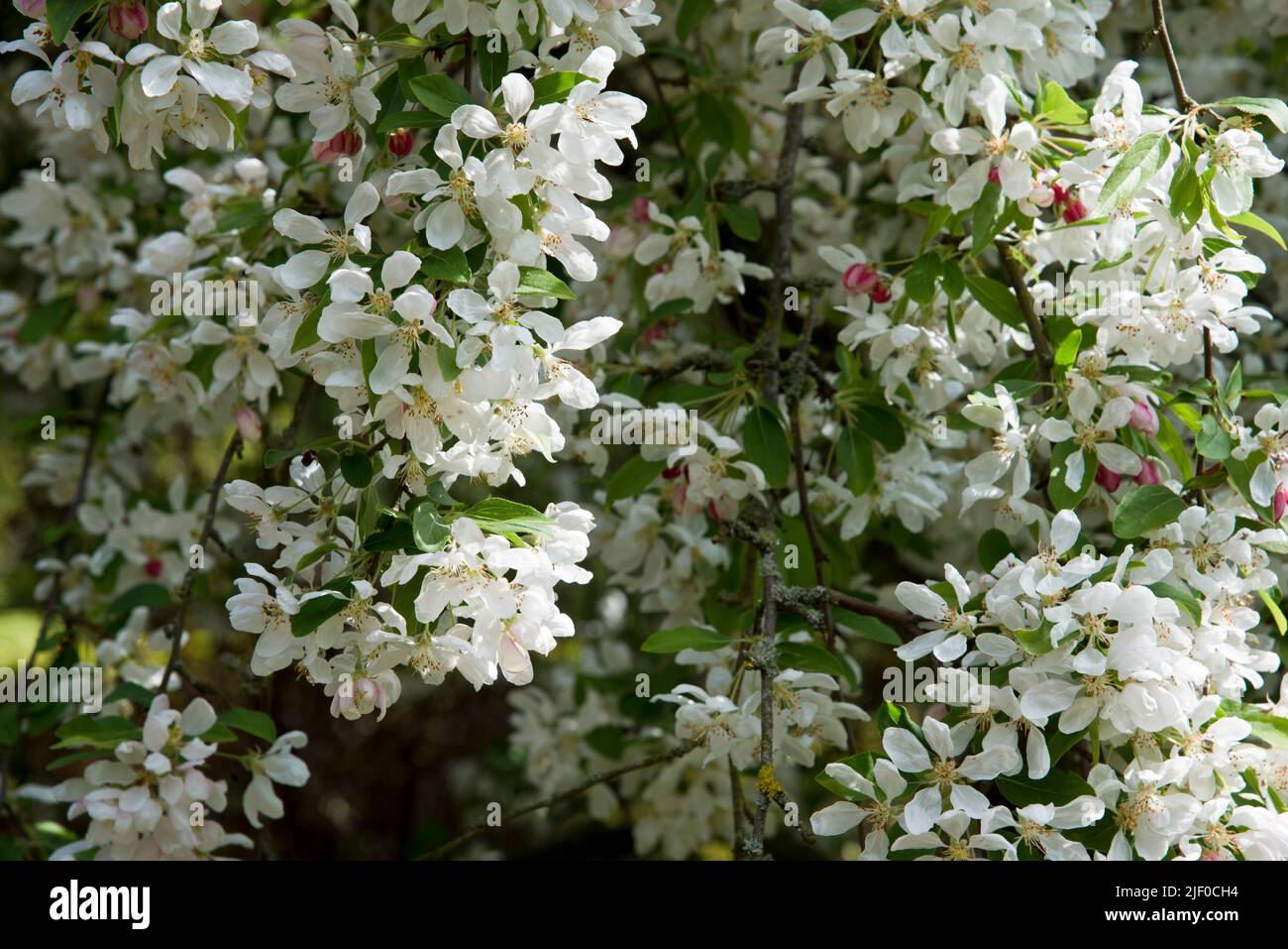 Malus 'Sun rival' Stock Photo - Alamy