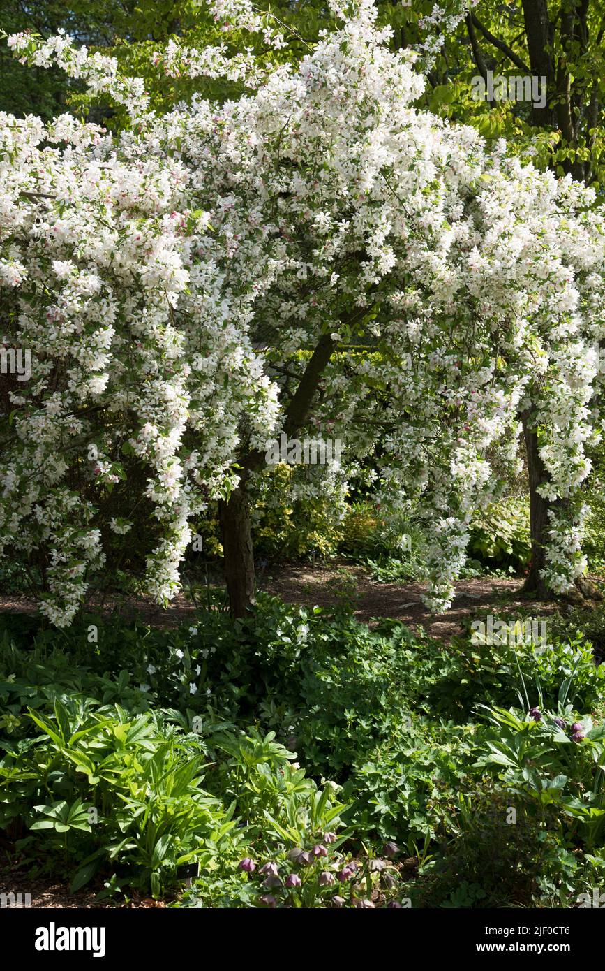 Malus sun rival hi-res stock photography and images - Alamy