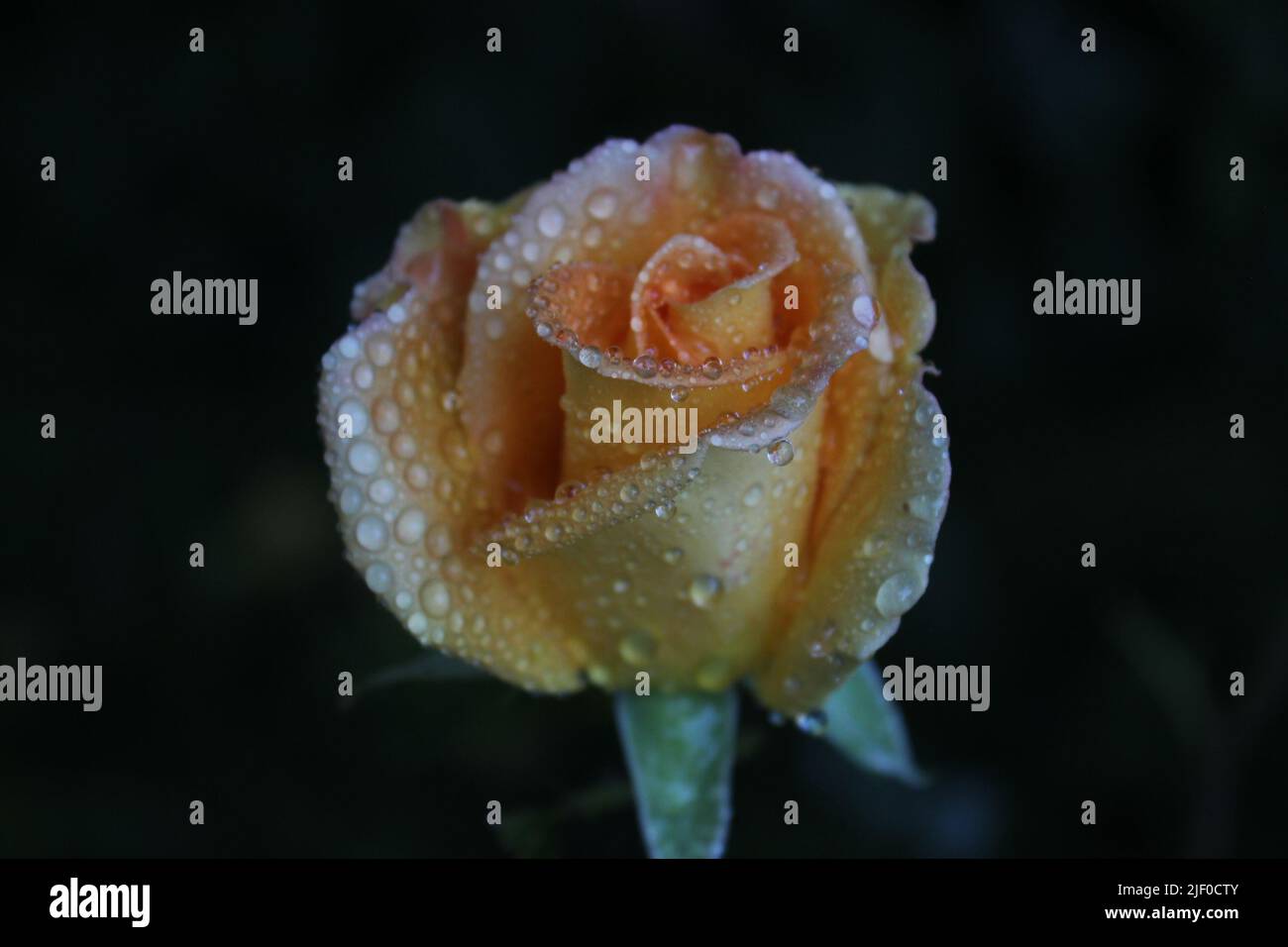 Blooming rose with a white-yellow fluffy bud in full bloom. Bright ...