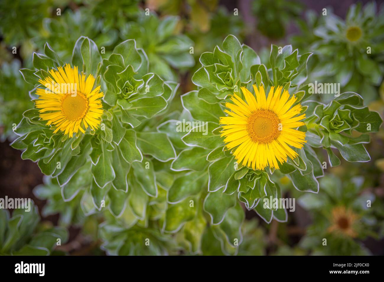 Close-up shot of Asteriscus sericeus, the Canary Island daisy, a ...