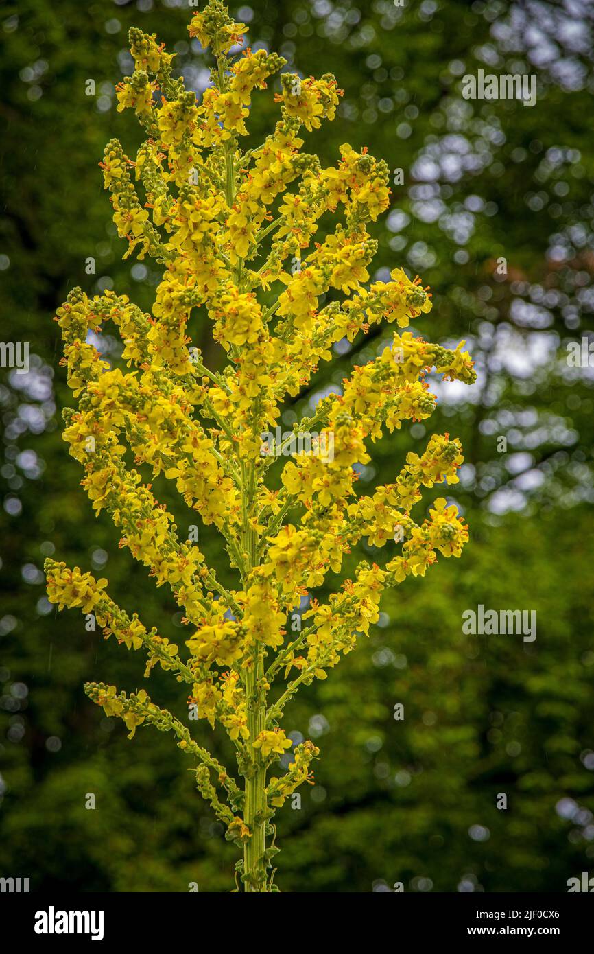 Vertical shot of verbascum speciosum flowering plant in the figwort ...