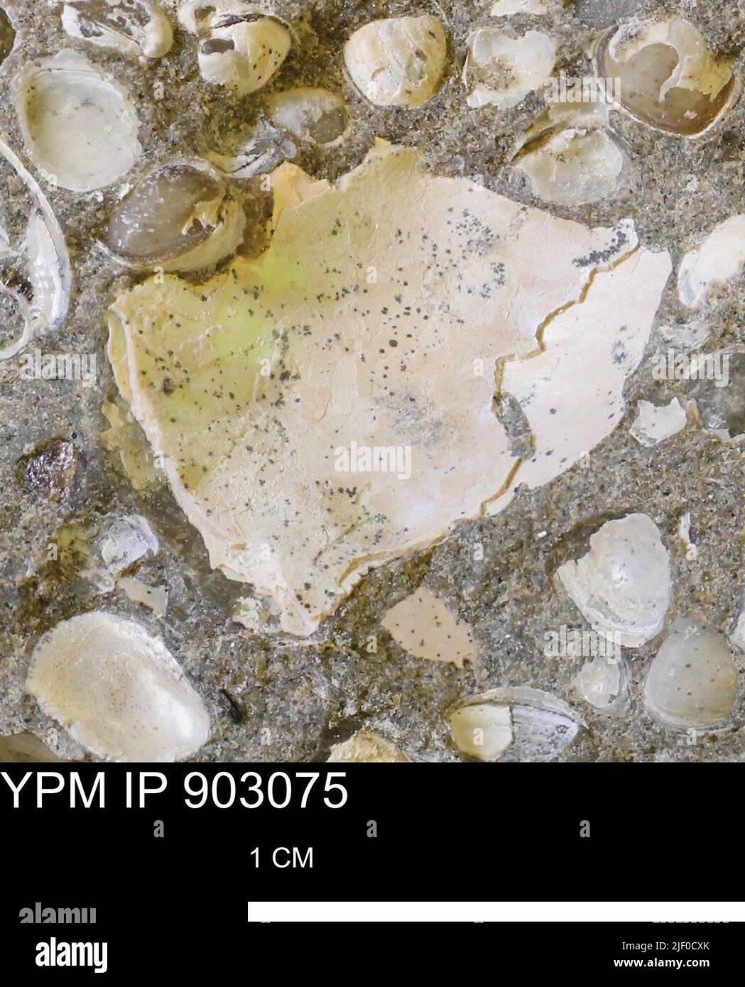 Ammonoidea animalia hi-res stock photography and images - Alamy