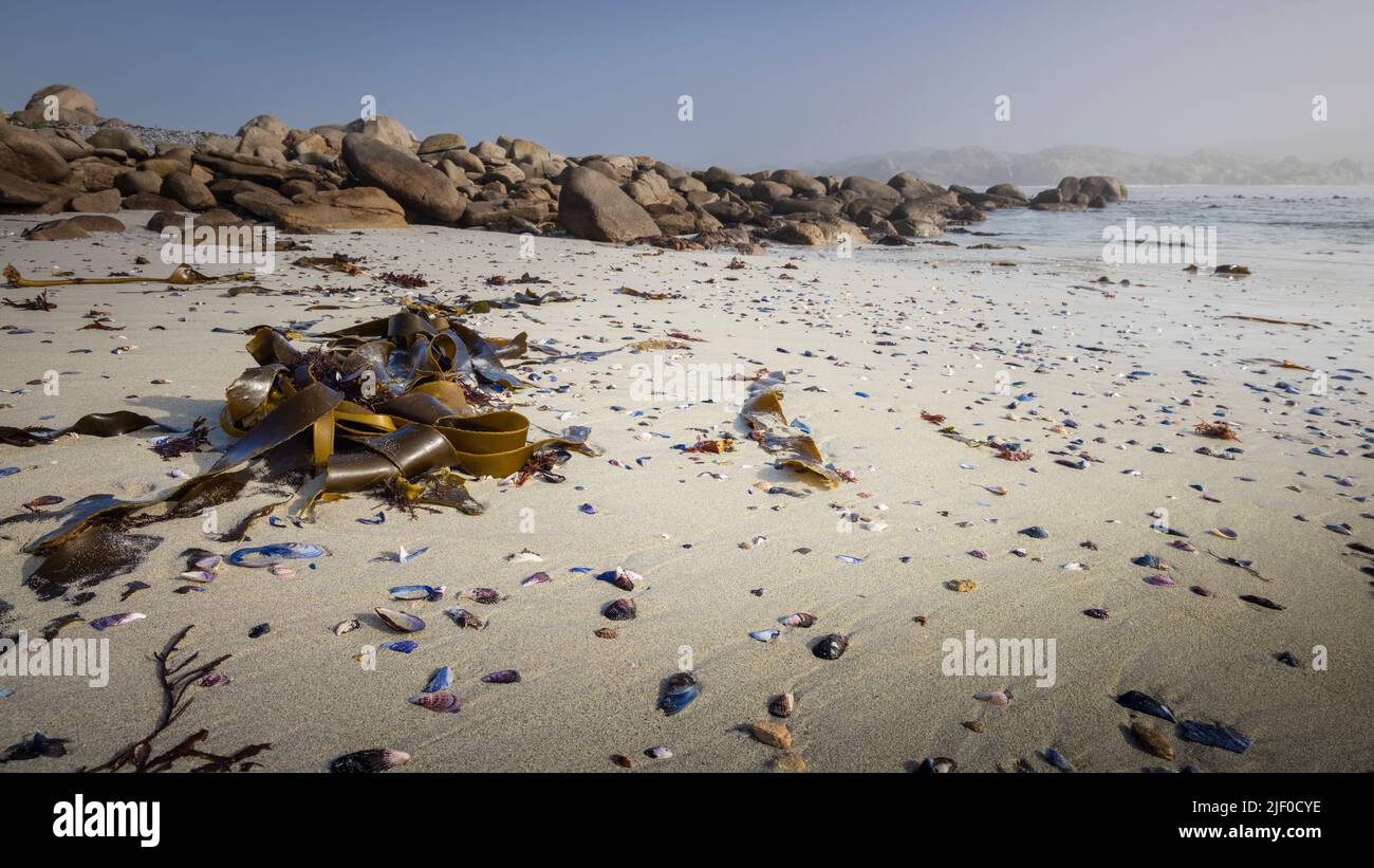 Shells and seaweed lying on a sandy beach Stock Photo - Alamy