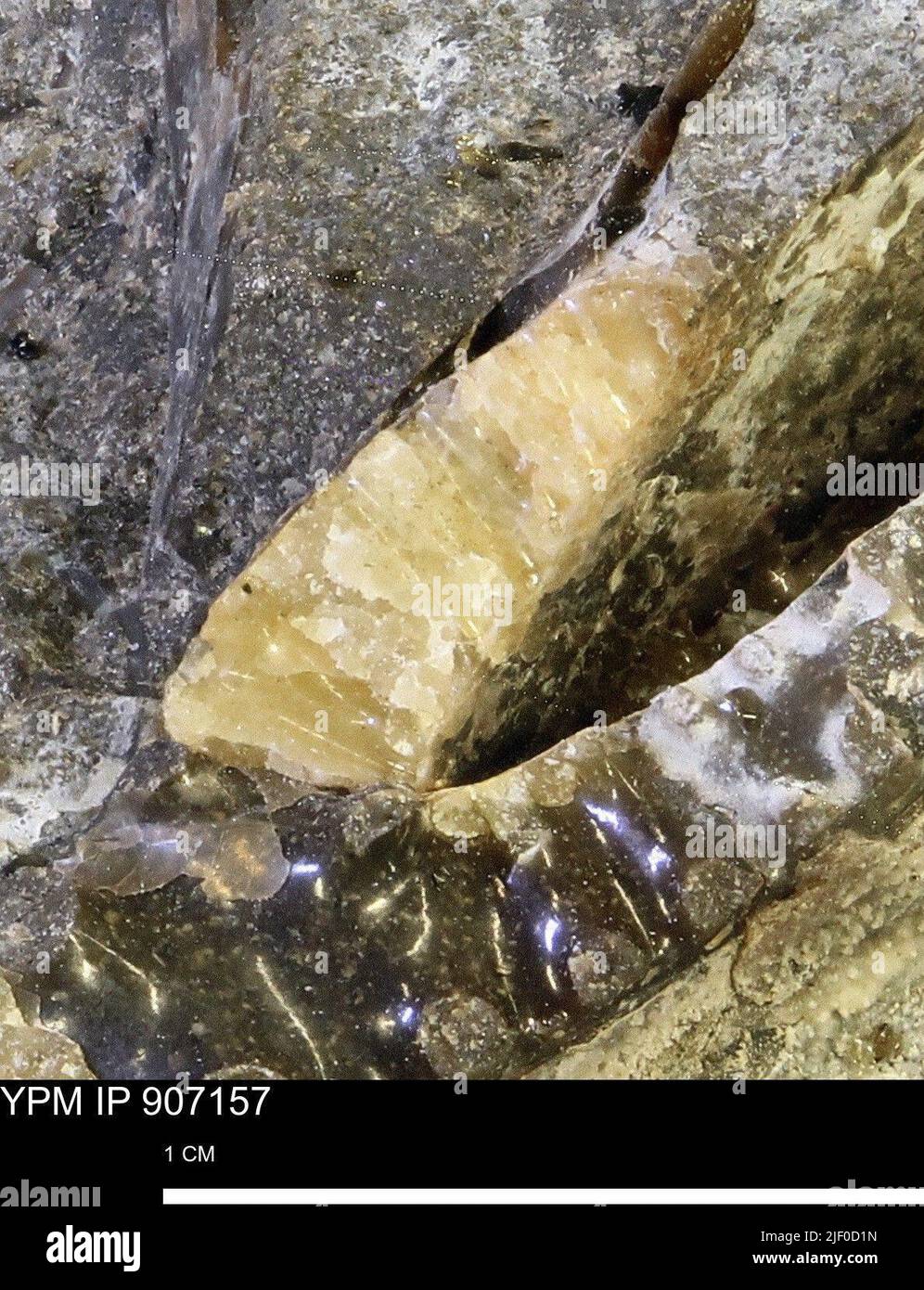 Sphenodiscus sp hi-res stock photography and images - Alamy