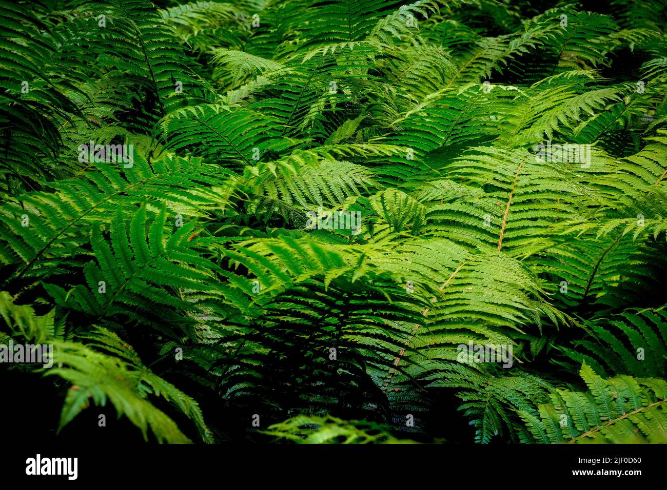 Green nature background of dense blanket of fern leaves. Beauty in ...