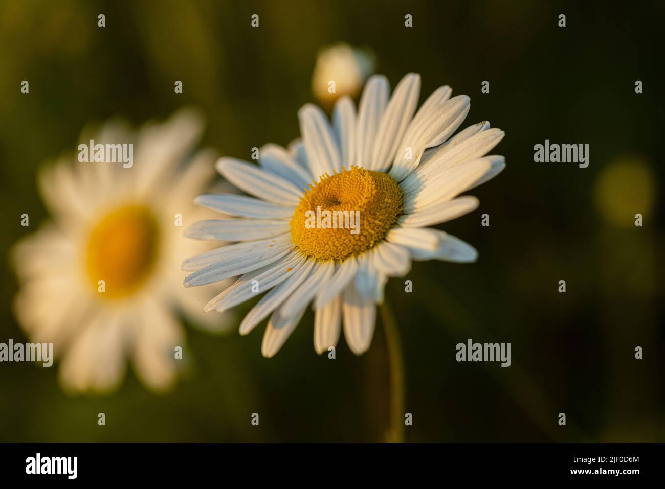 A selective focus of a common daisy flower on a blurry green background ...