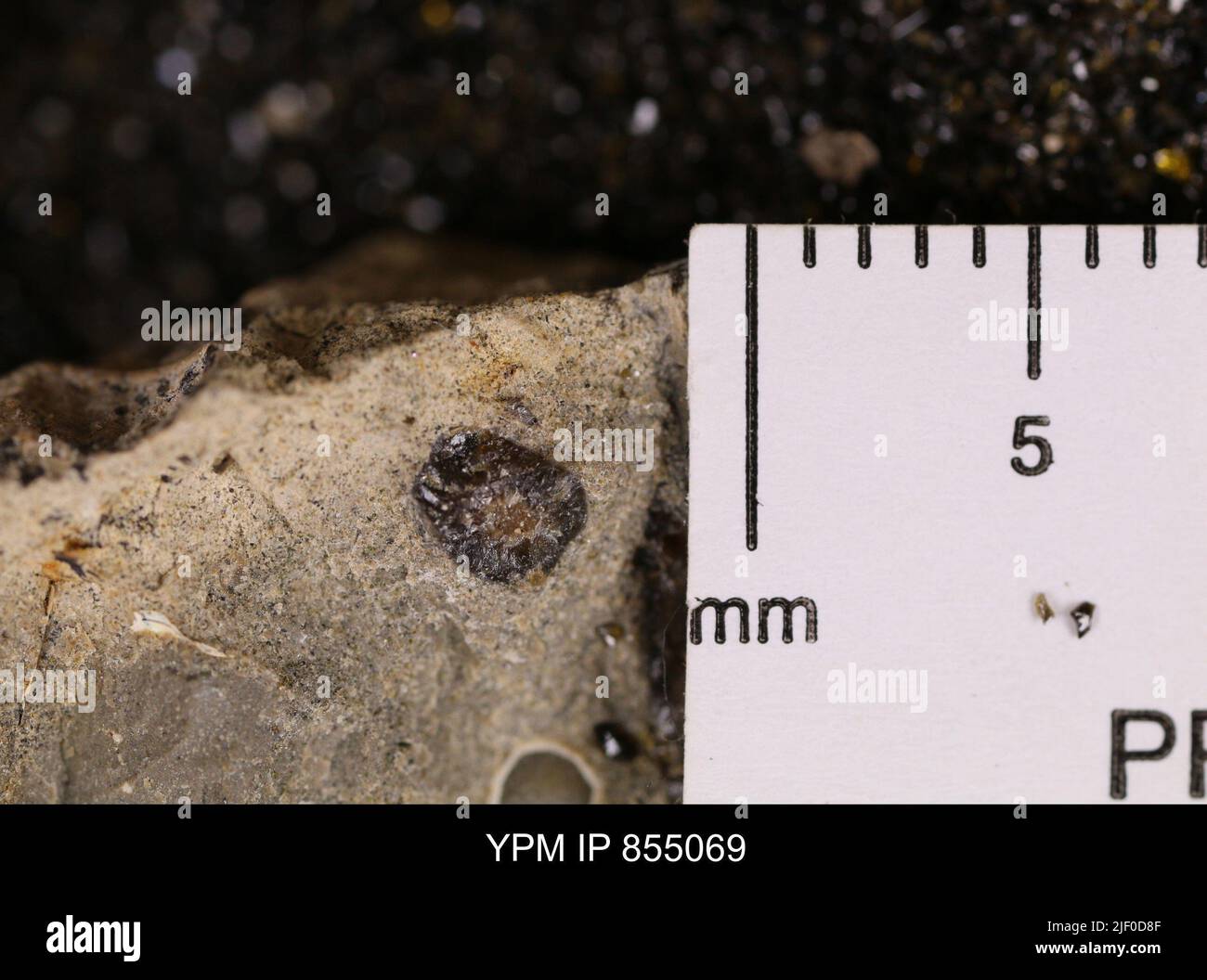 Belemnites sp hi-res stock photography and images - Alamy