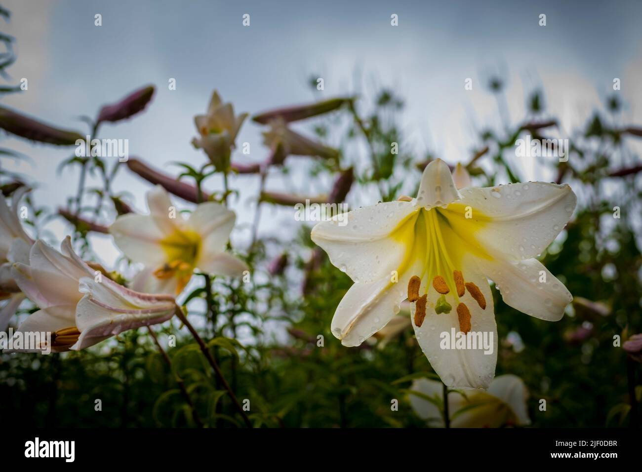 Low angle close-up view of Lilium candidum, the Madonna lily or also ...
