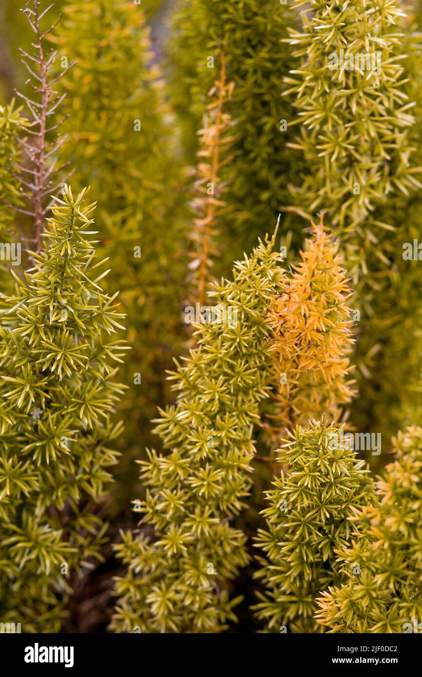 A vertical closeup of Asparagus densiflorus, foxtail fern. Selected ...