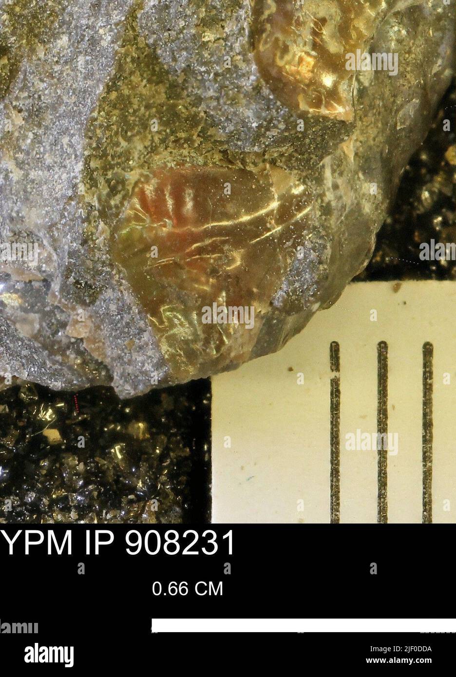 Mollusca ammonoidea hi-res stock photography and images - Alamy