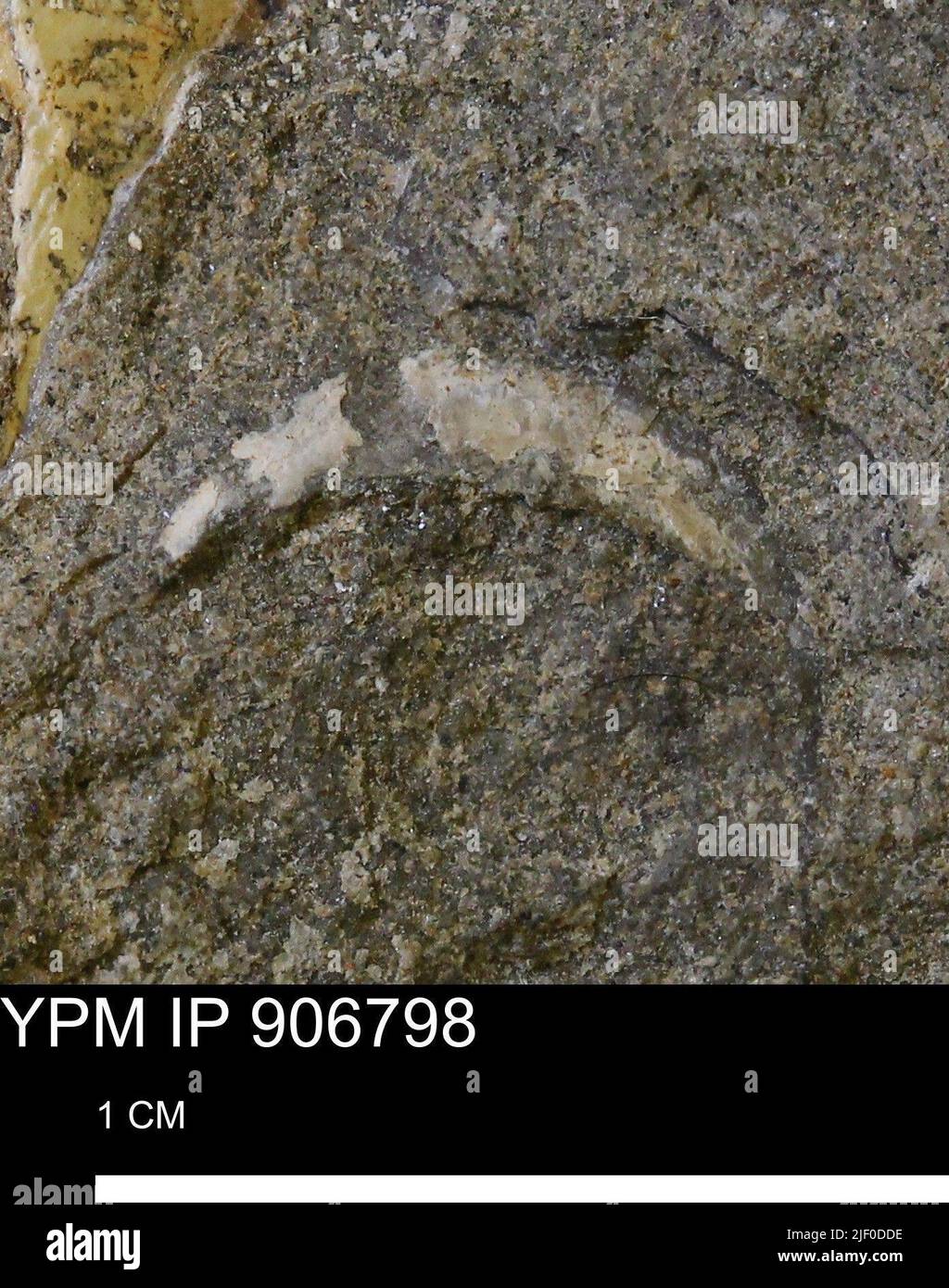 Undet bivalvia animalia hi-res stock photography and images - Alamy