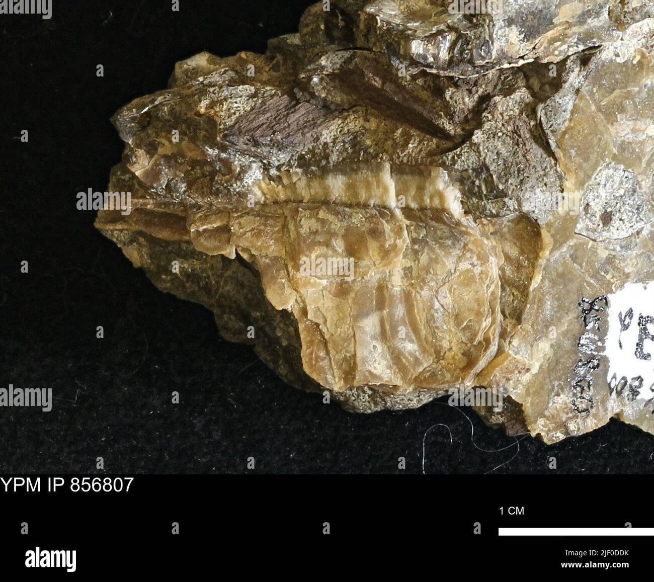 Inoceramidae hi-res stock photography and images - Alamy