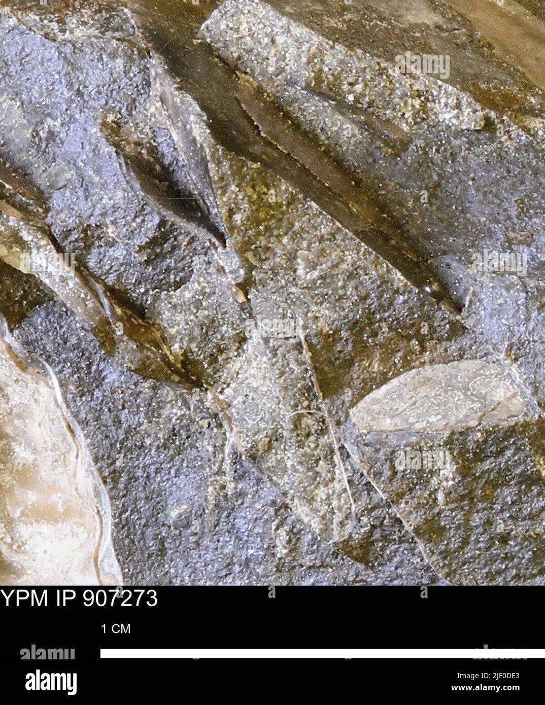 Sphenodiscus sp hi-res stock photography and images - Alamy