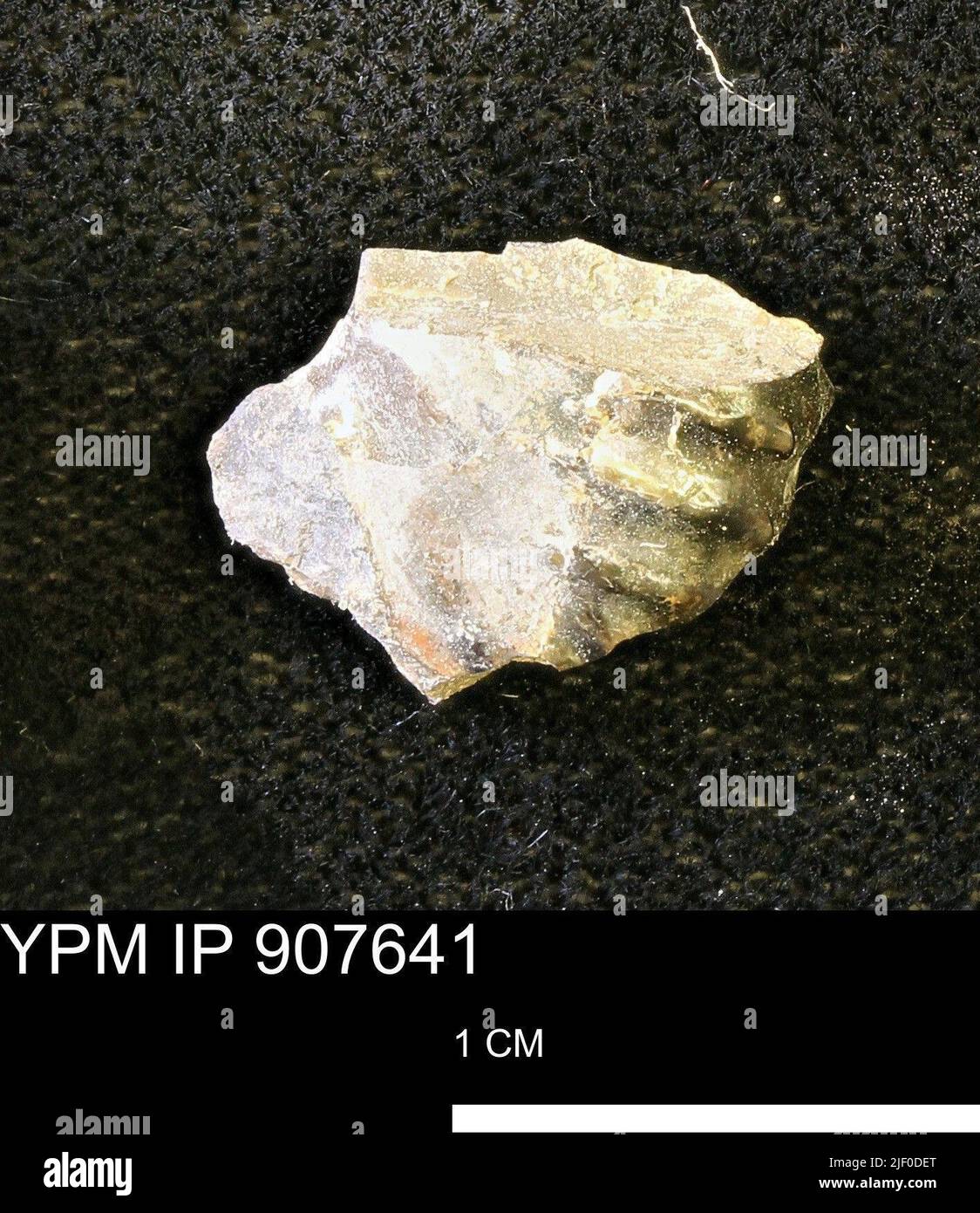 Ammonoidea animalia hi-res stock photography and images - Alamy