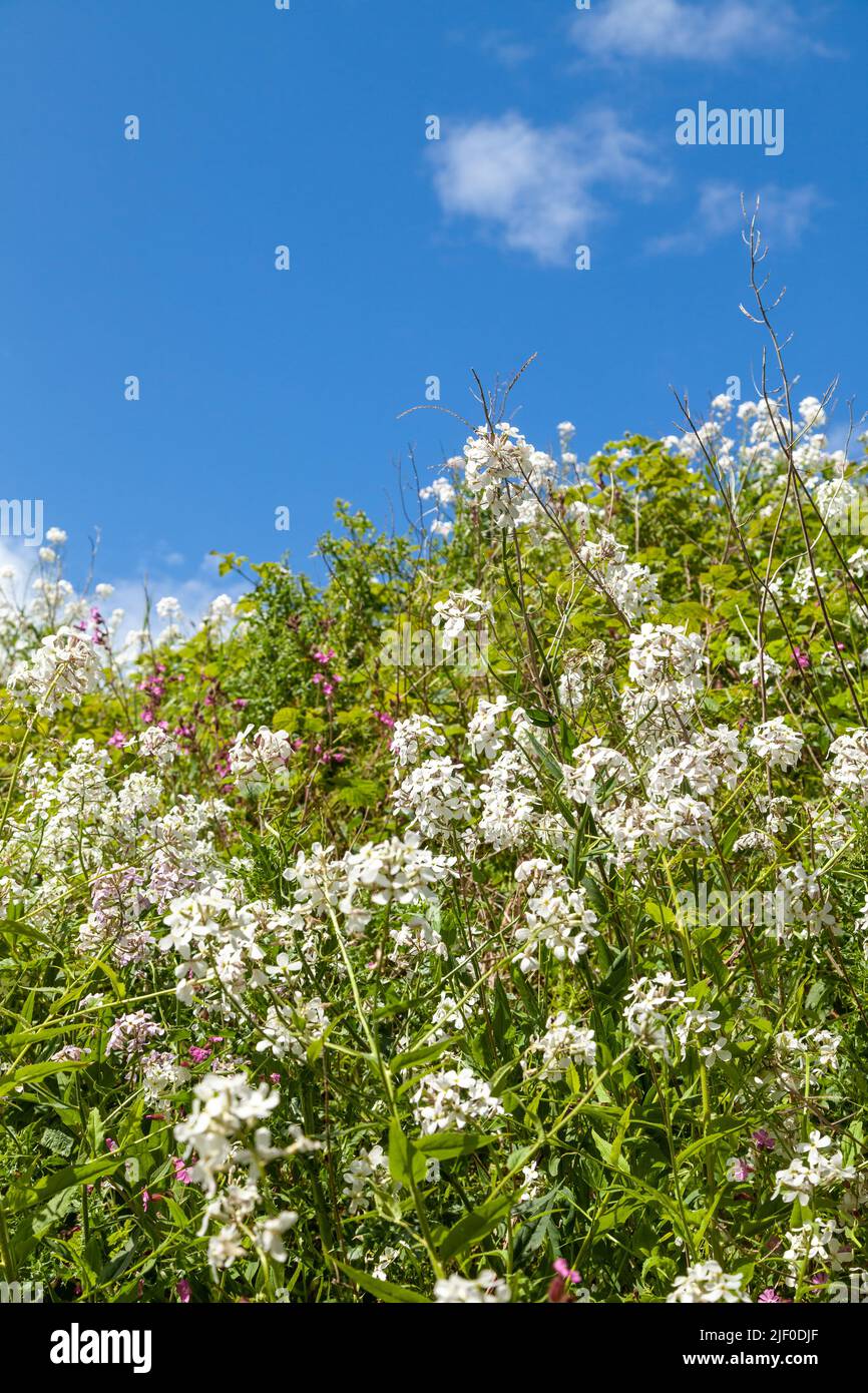 White Honesty Lunaria Annua Flowers Dalgety Bay Fife Scotland Stock