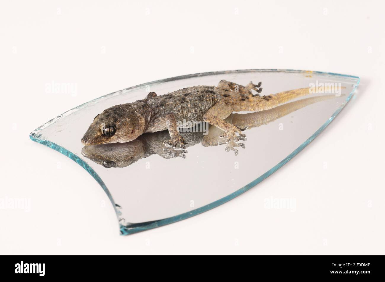 Lizard mirror hi-res stock photography and images - Alamy