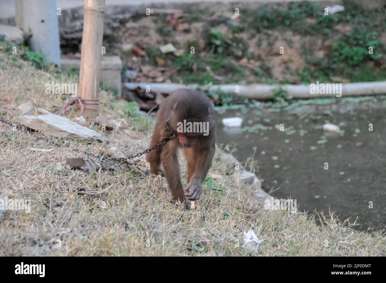 Young Brown Monkey in Chains in Vietnam Stock Photo - Alamy