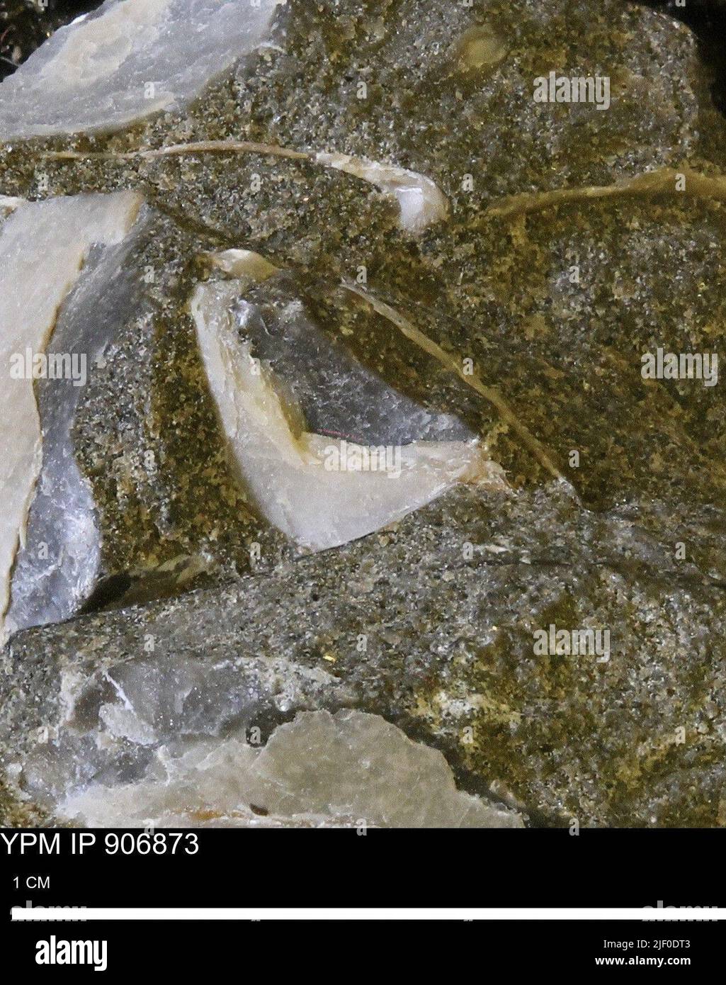 Bivalvia morphology hi-res stock photography and images - Alamy
