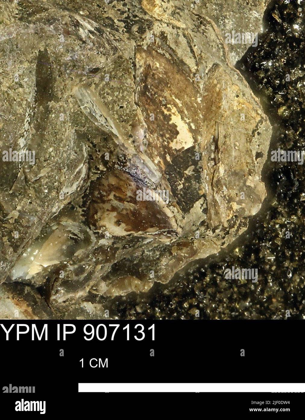 Undet bivalvia animalia hi-res stock photography and images - Alamy