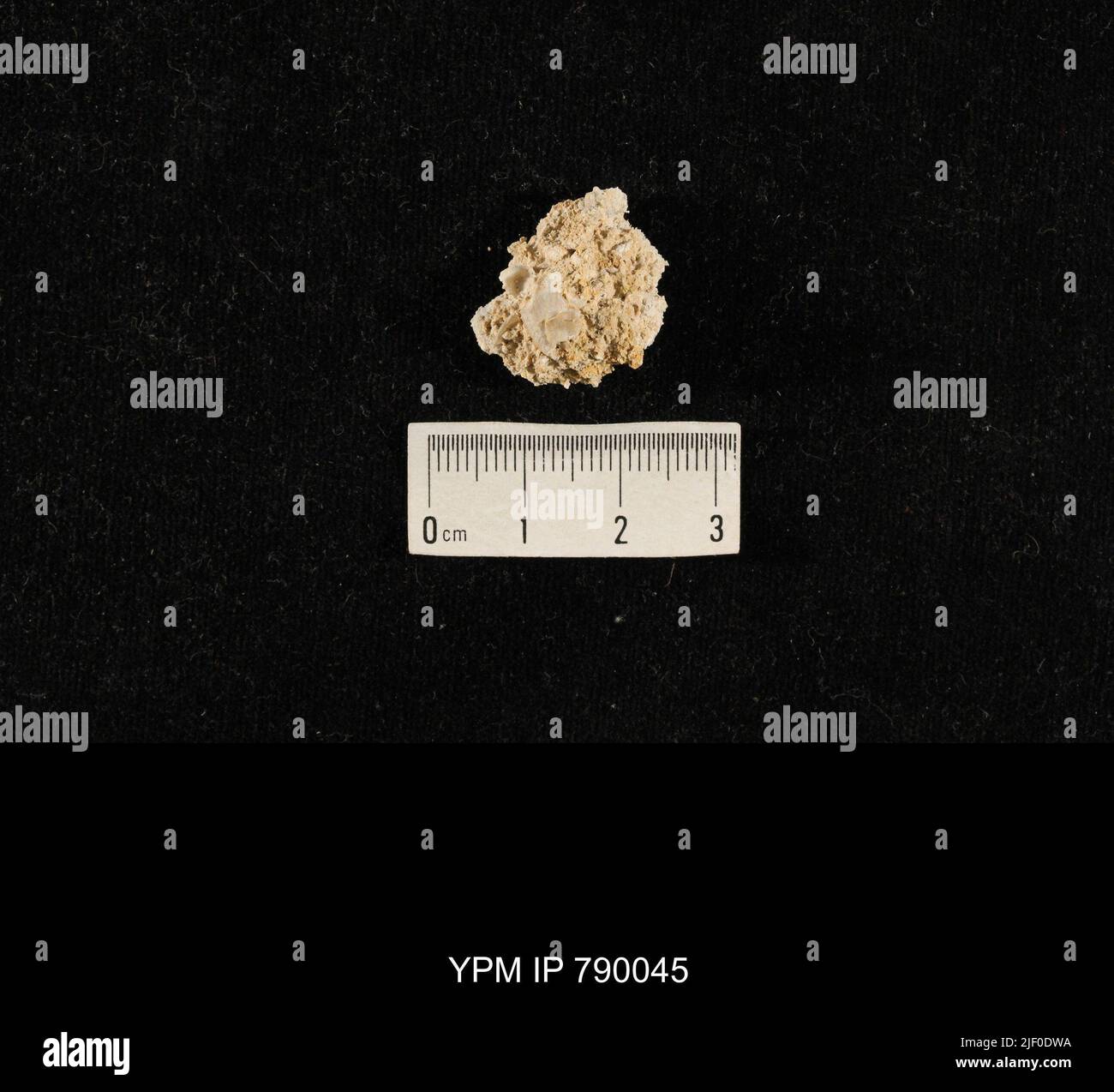 Brachiopoda shell hi-res stock photography and images - Alamy