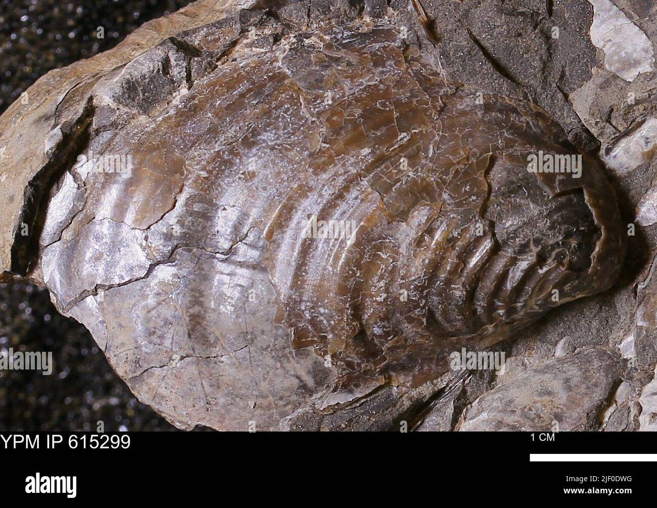 Inoceramus sp animalia hi-res stock photography and images - Alamy