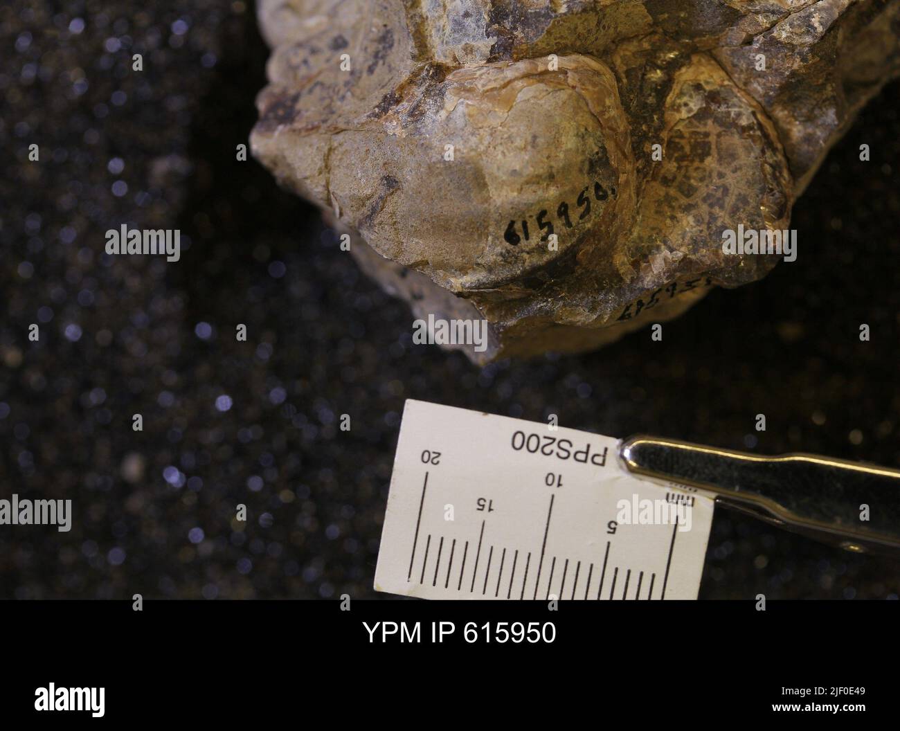 Inoceramus sp animalia hi-res stock photography and images - Alamy