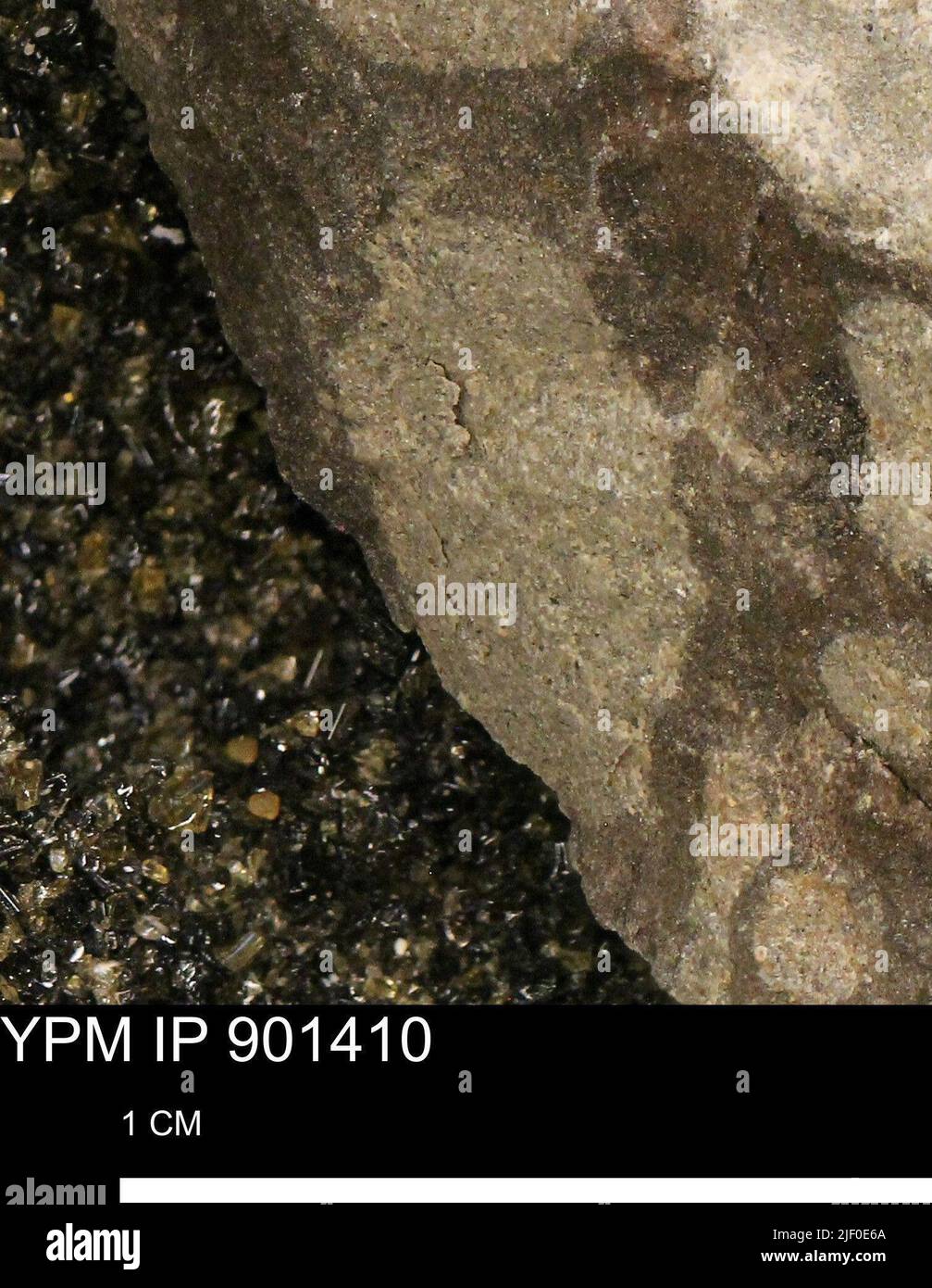 Teredo hi-res stock photography and images - Alamy