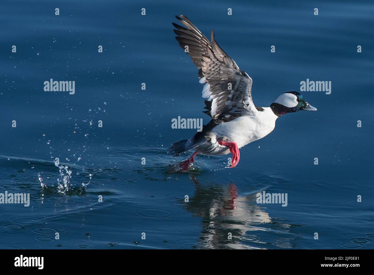 Drake bufflehead duck take-off flight Stock Photo - Alamy