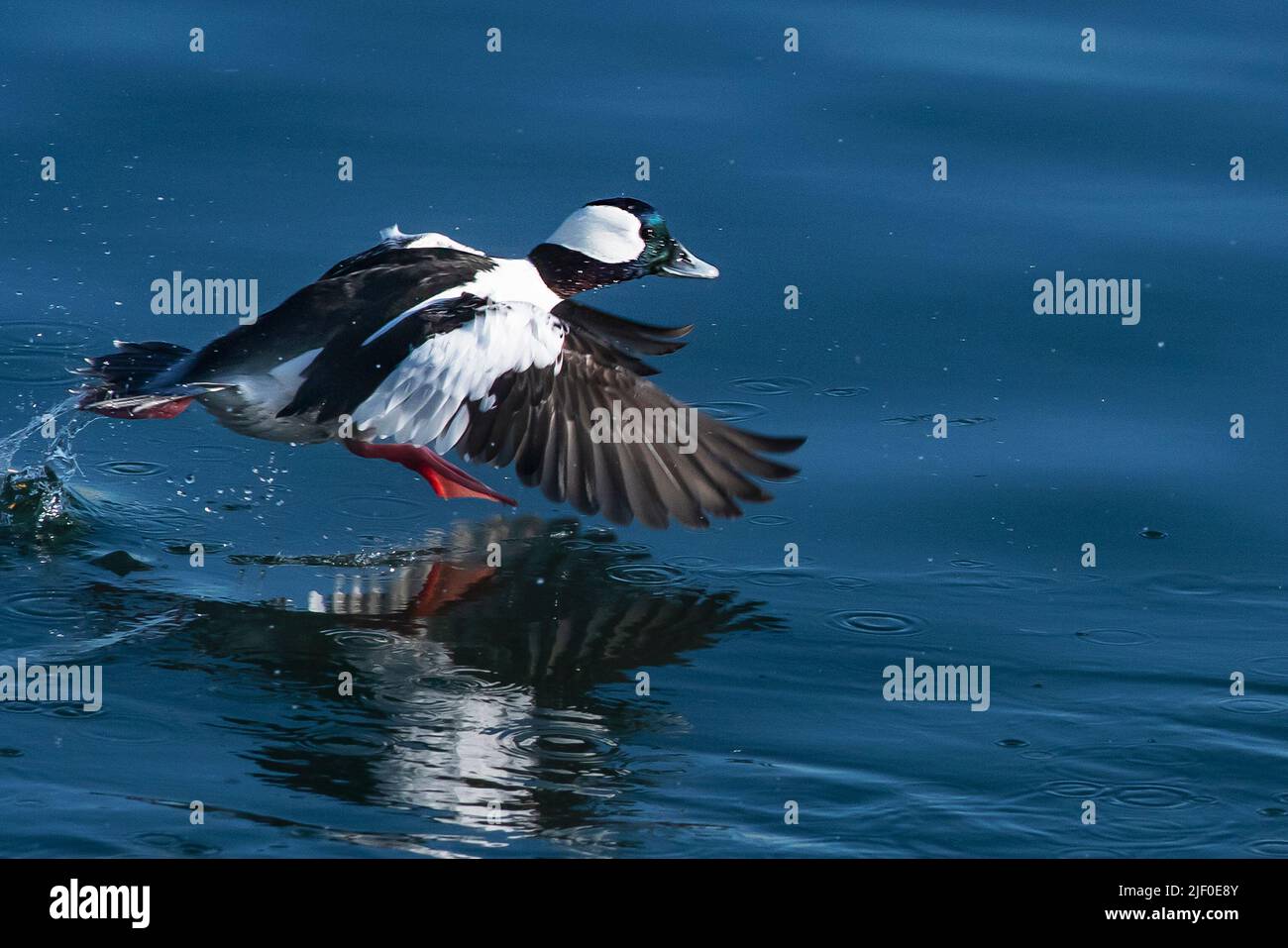 Bufflehead Duck Flying