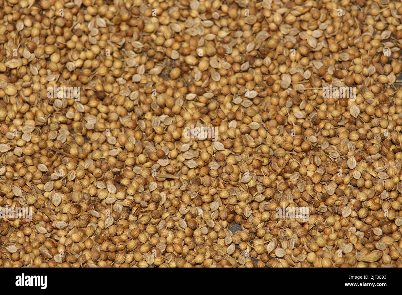 Coriander seeds split hi-res stock photography and images - Alamy