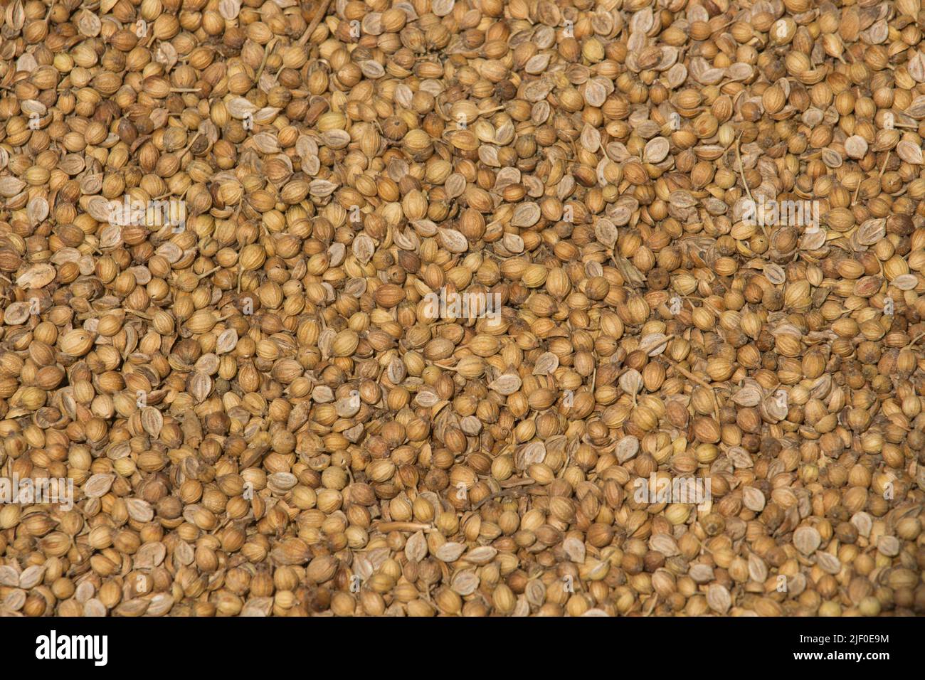 Coriander seeds split hi-res stock photography and images - Alamy