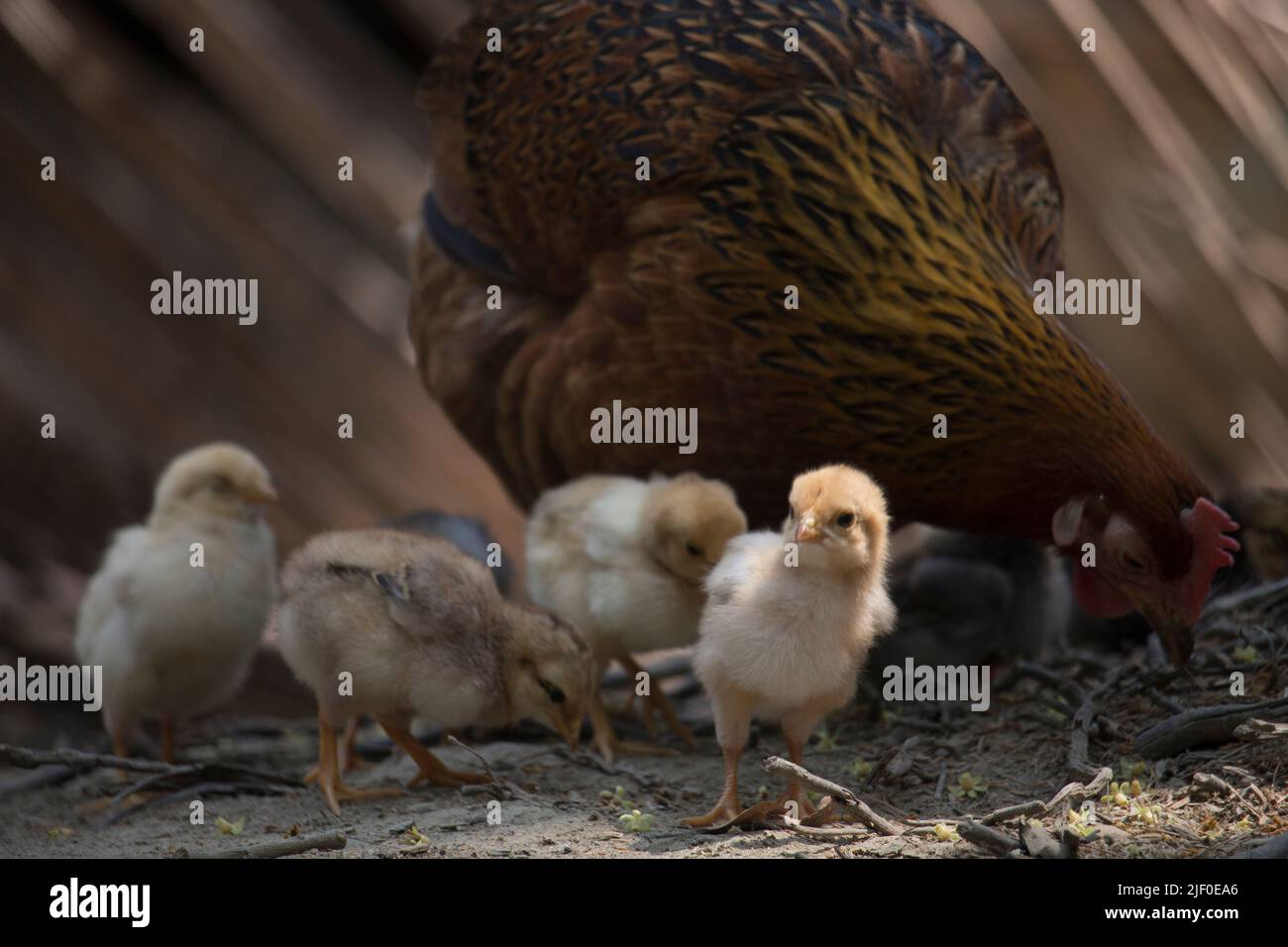 Beautiful portrait of cute baby chicks Stock Photo - Alamy