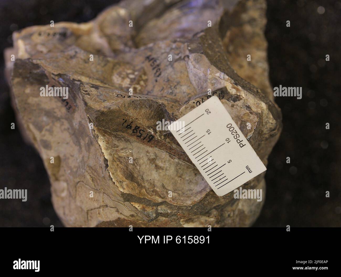 Inoceramus sp animalia hi-res stock photography and images - Alamy