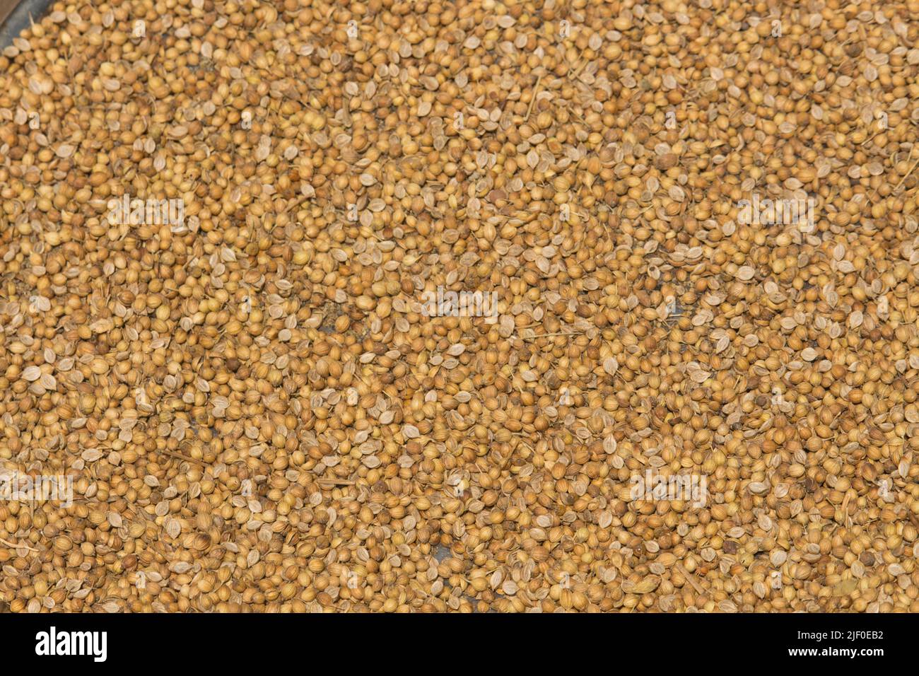 Portrait of coriander seeds. The seeds have been allowed to dry in the ...