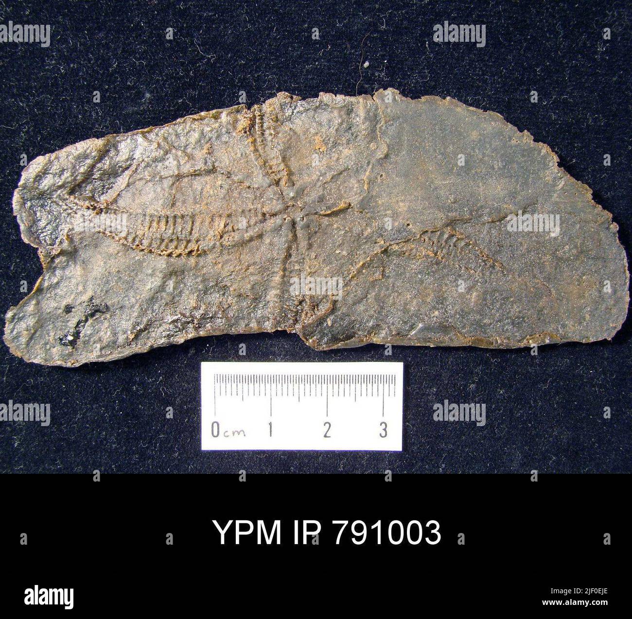 1903 animalia hi-res stock photography and images - Alamy