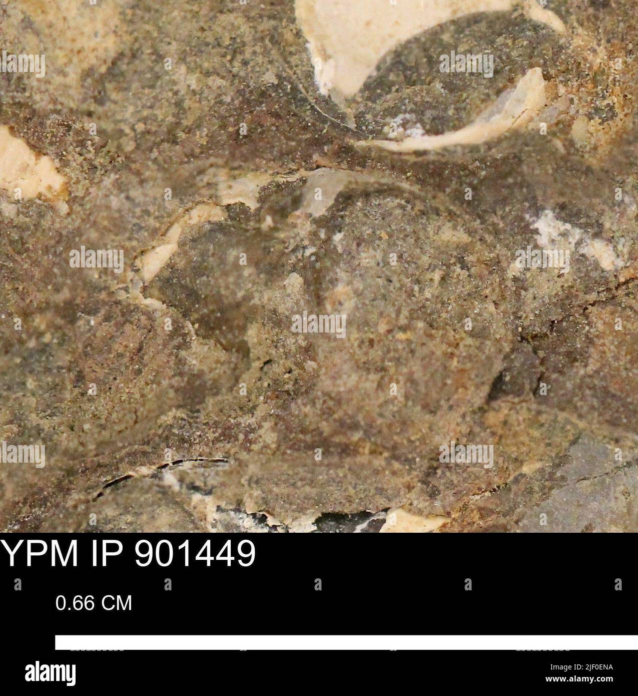 Animalia kingdom hi-res stock photography and images - Alamy