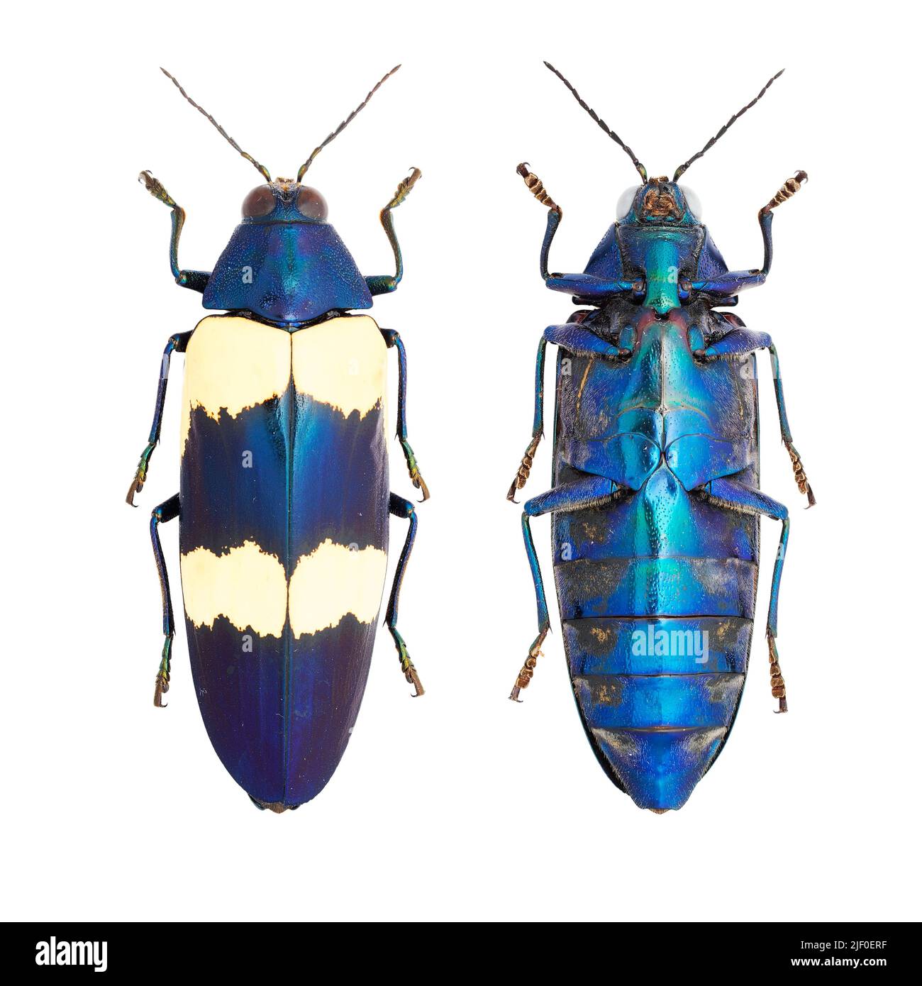 Insect collection of shining jewel beetles specimen isolated on white ...