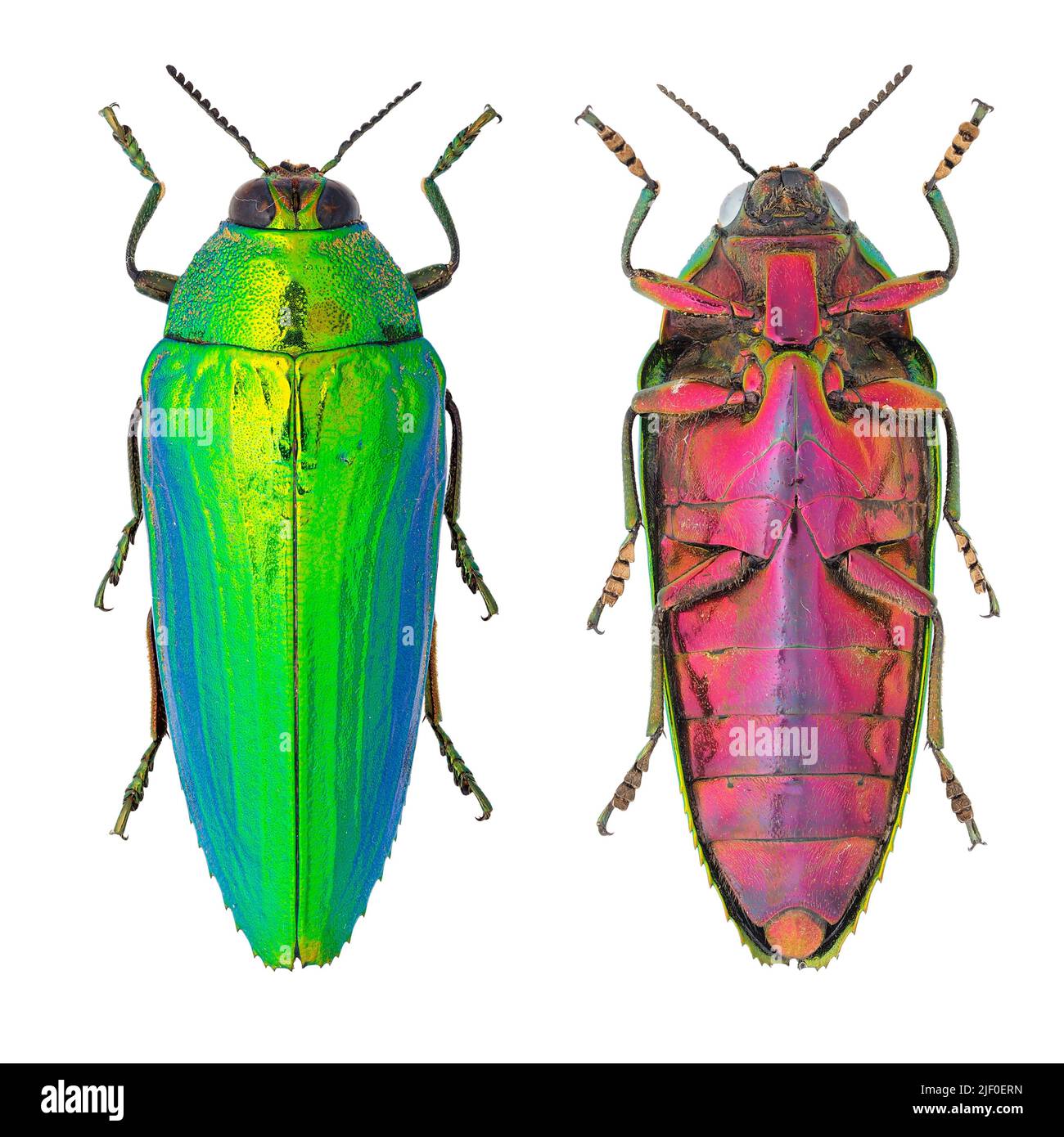 Insect collection of shining jewel beetles specimen isolated on white ...