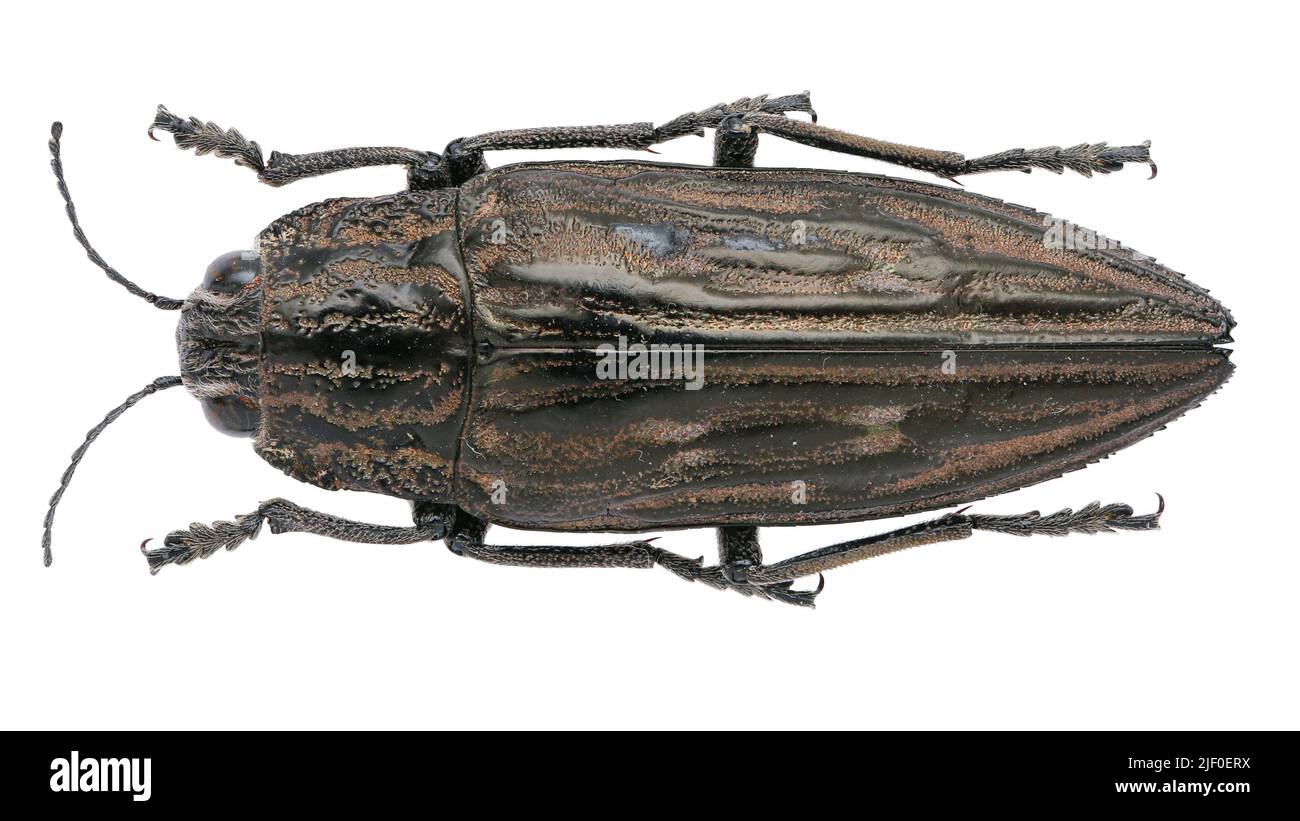 Insect collection of shining jewel beetles specimen isolated on white ...