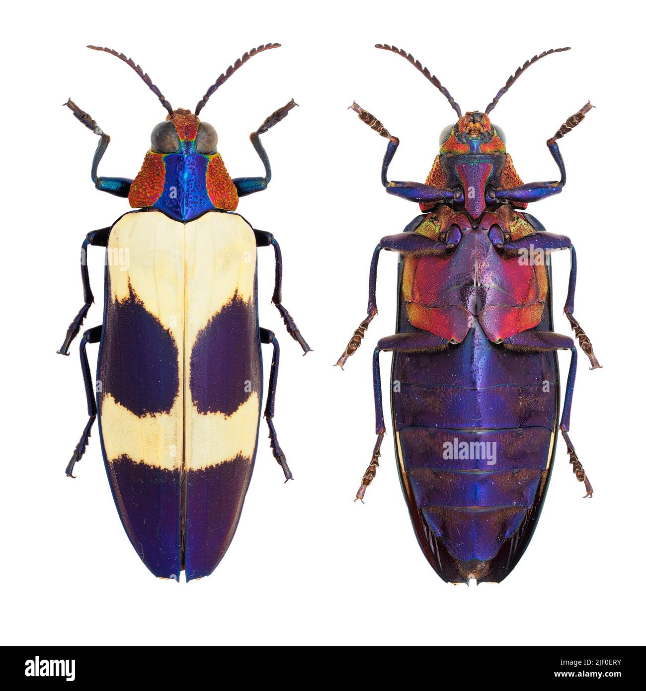 Insect collection of shining jewel beetles specimen isolated on white ...