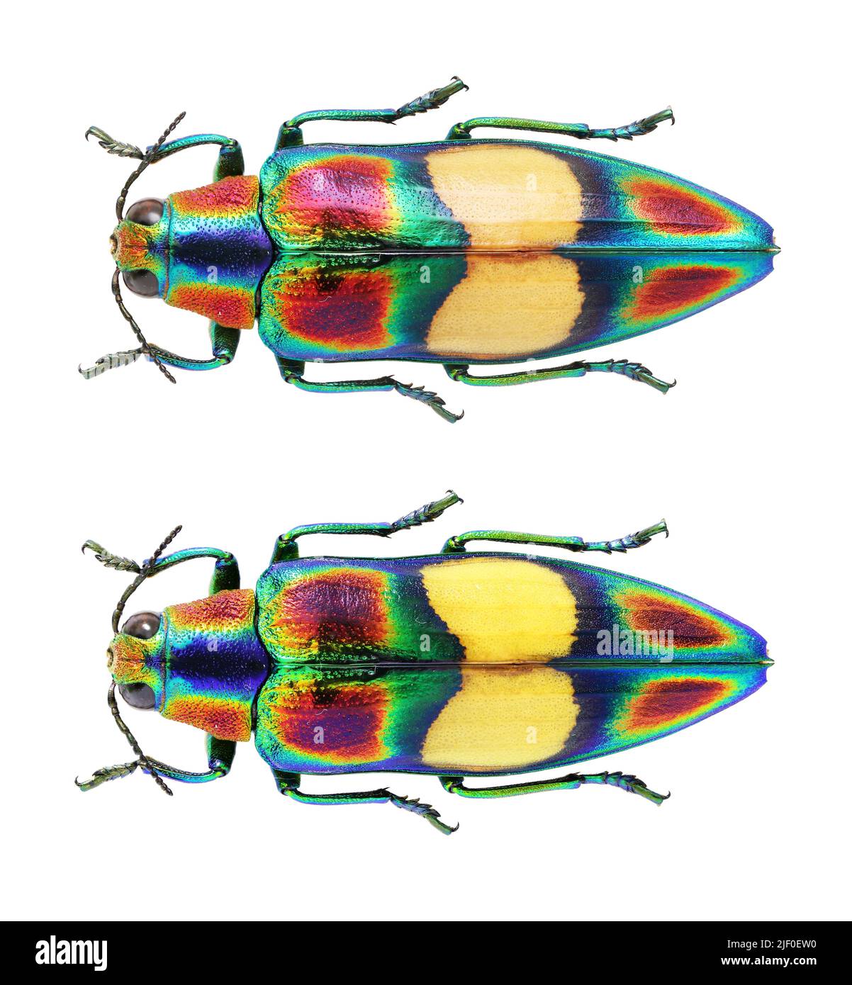 Insect collection of shining jewel beetles specimen isolated on white ...