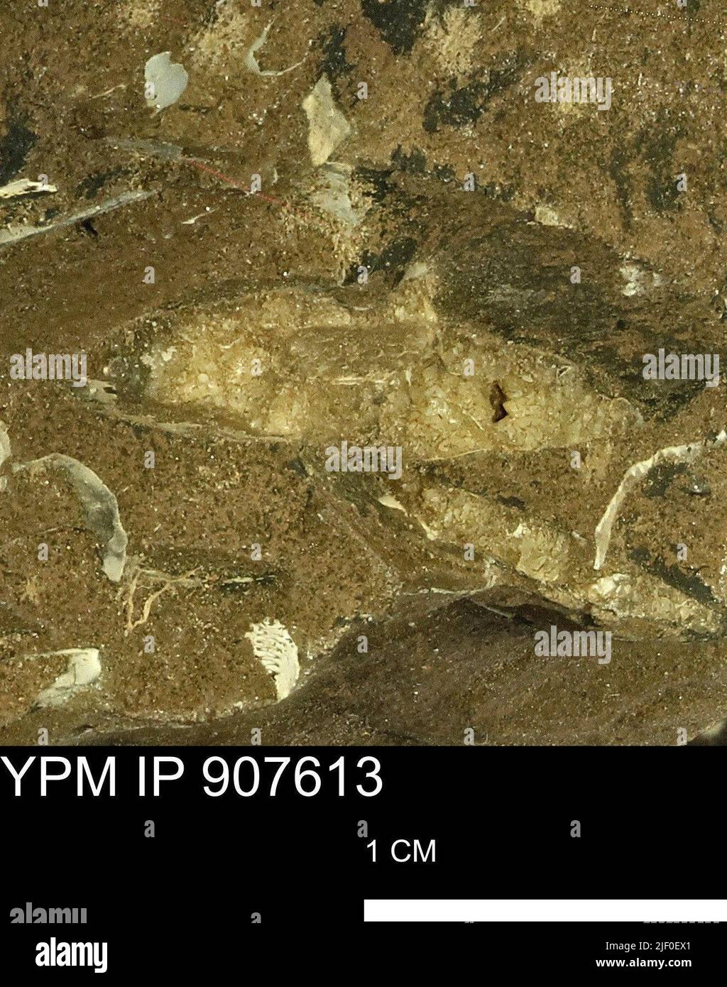 Sphenodiscus sp hi-res stock photography and images - Alamy