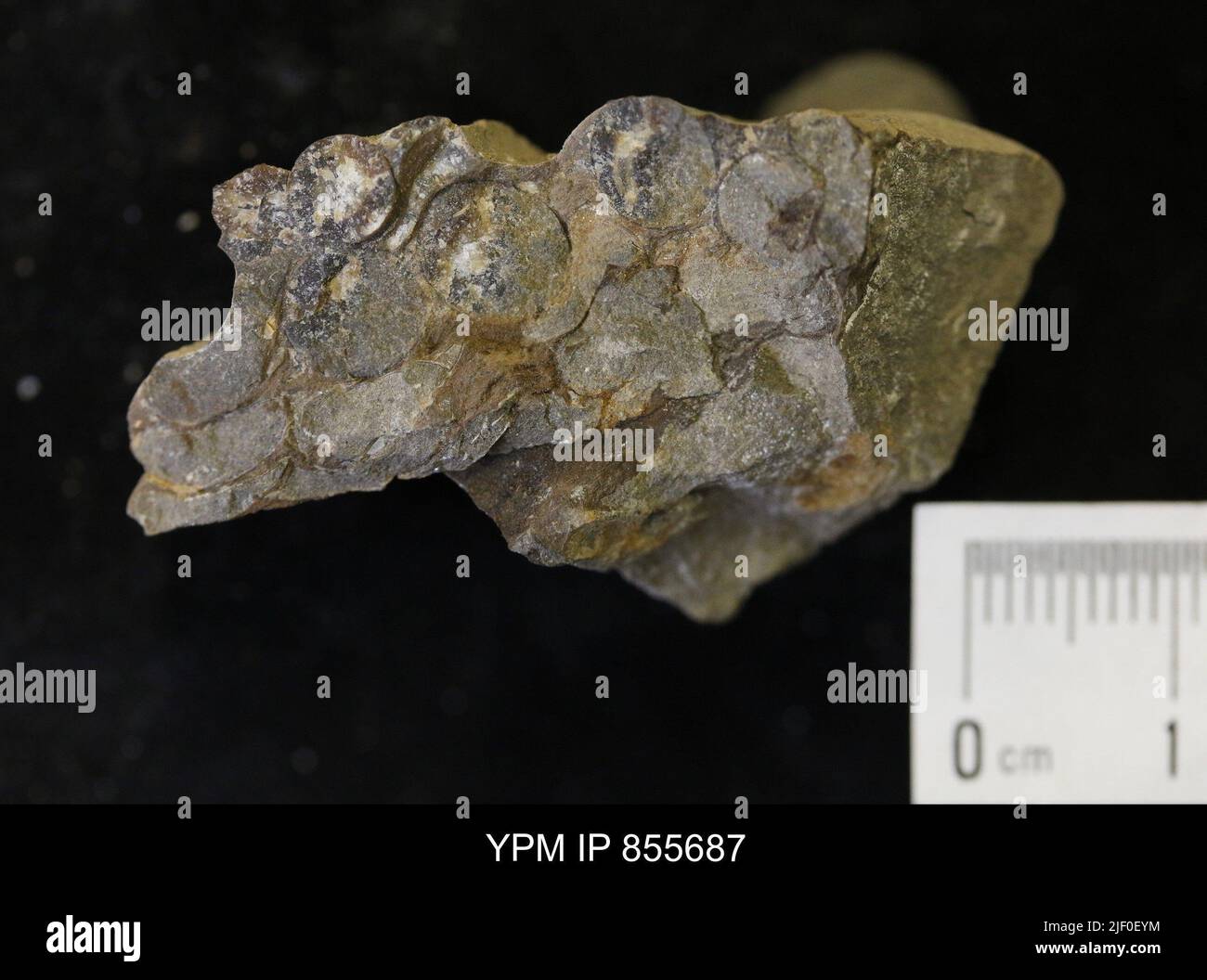 Teredinidae hi-res stock photography and images - Alamy