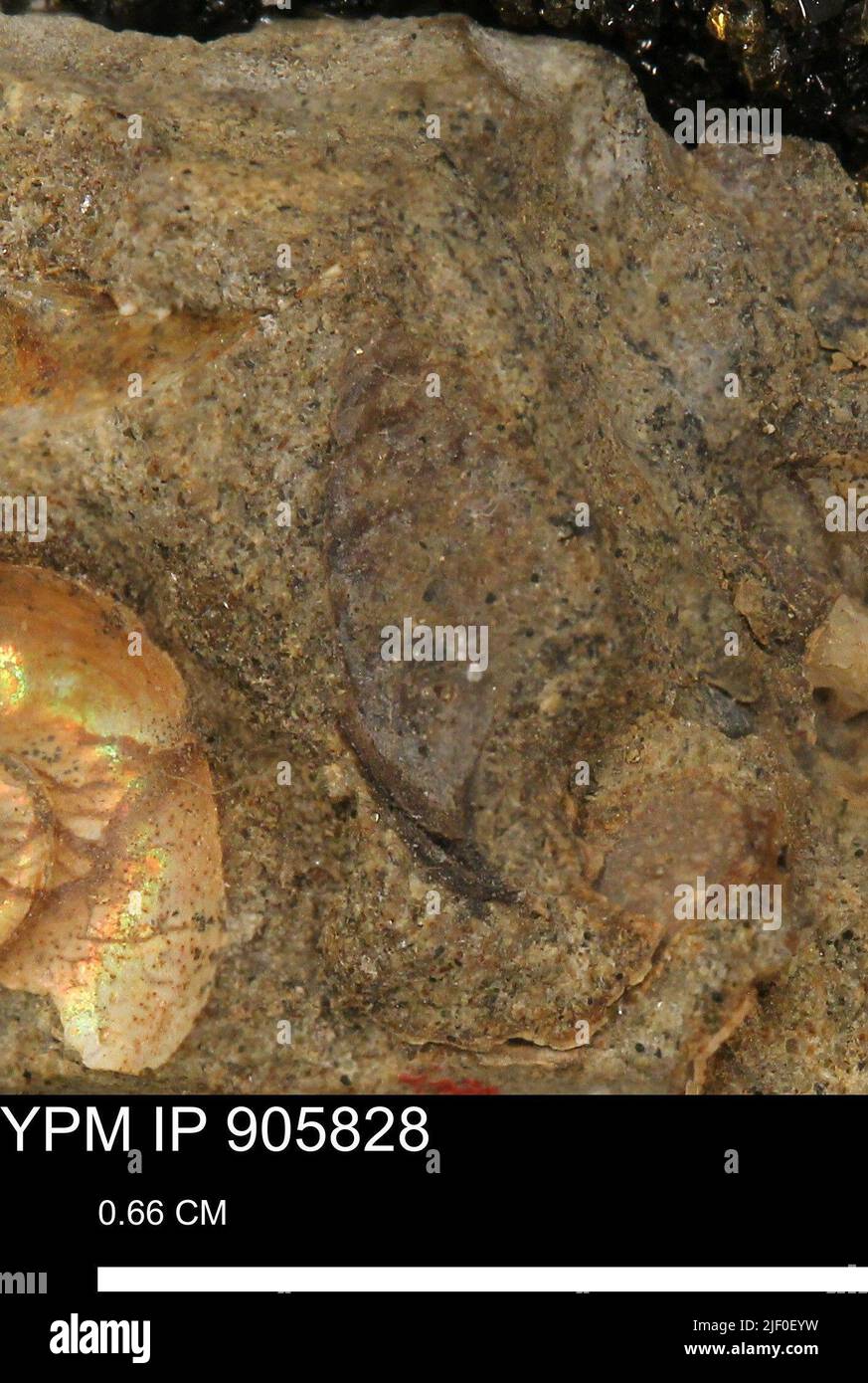 Undet brachyura animalia hi-res stock photography and images - Alamy