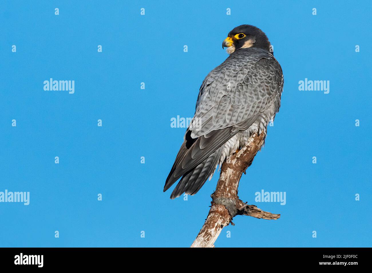Falcon close up hi-res stock photography and images - Alamy