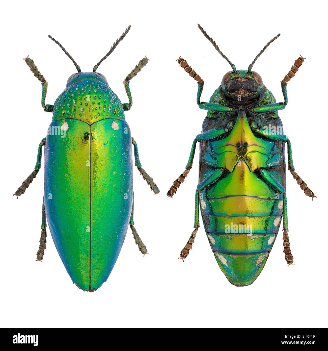 Insect collection of shining jewel beetles specimen isolated on white ...